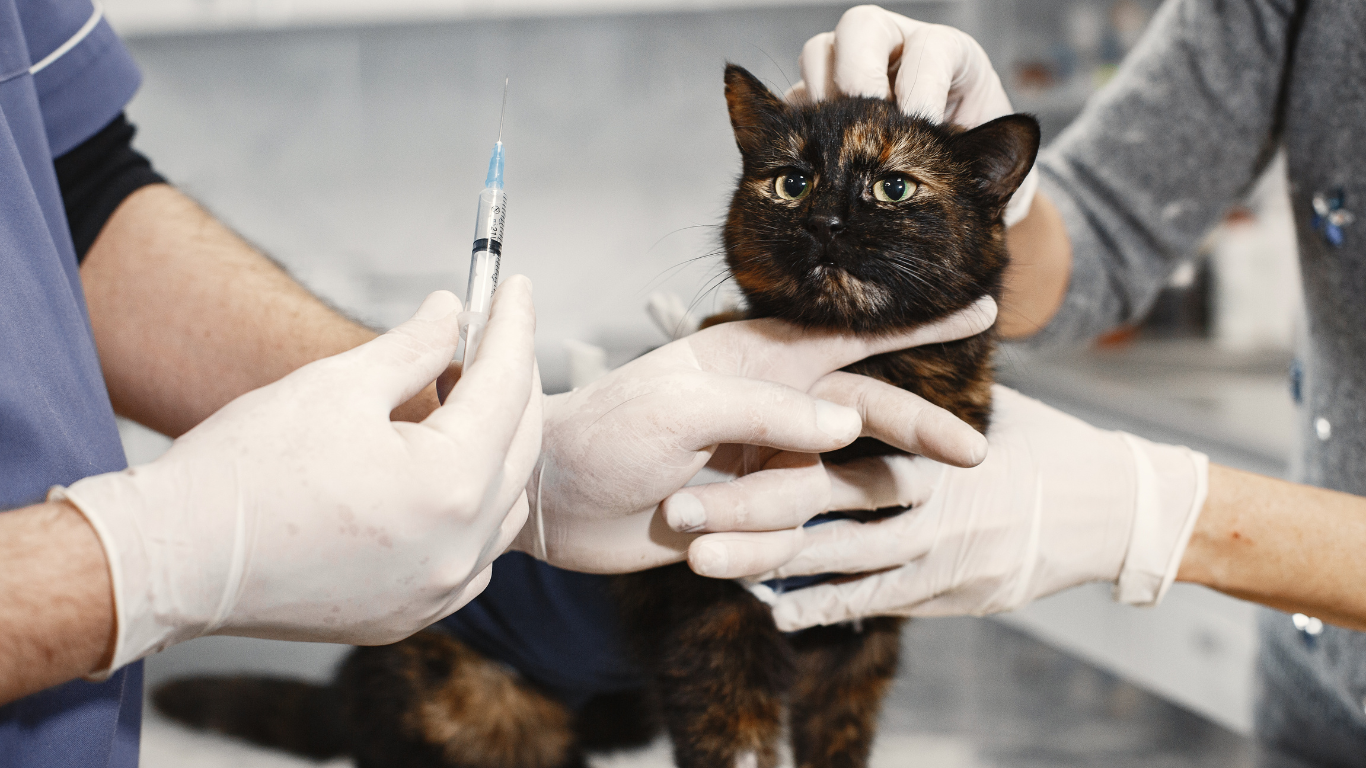 Animal Bite Center – Medical Center Taguig
