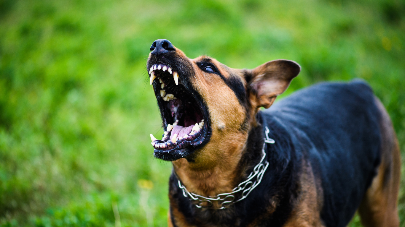Animal Bite Center – Medical Center Taguig